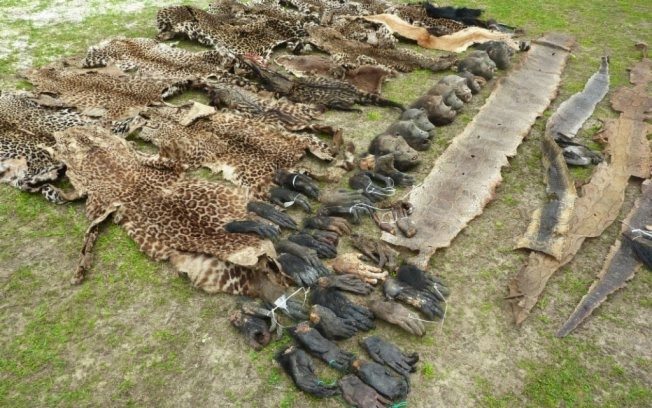 Extrativismo Animal no Brasil - O que é? Dificuldades e mais